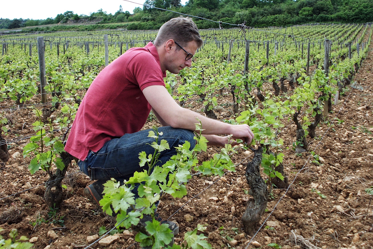 Burgundy 2018: Heitz-Lochardet's pristine white burgundies, by Armand Heitz